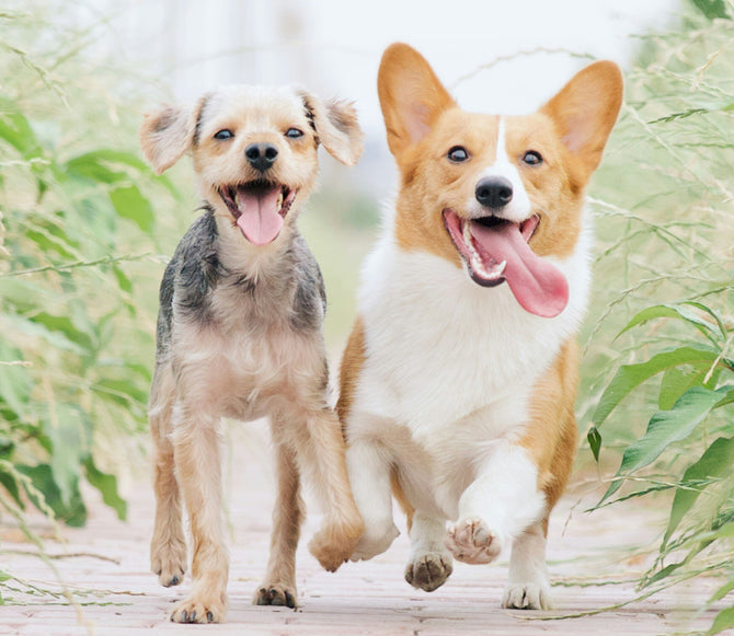 Freeze Dried Beef w/Tripe PMR – Top Dog Food & Supply